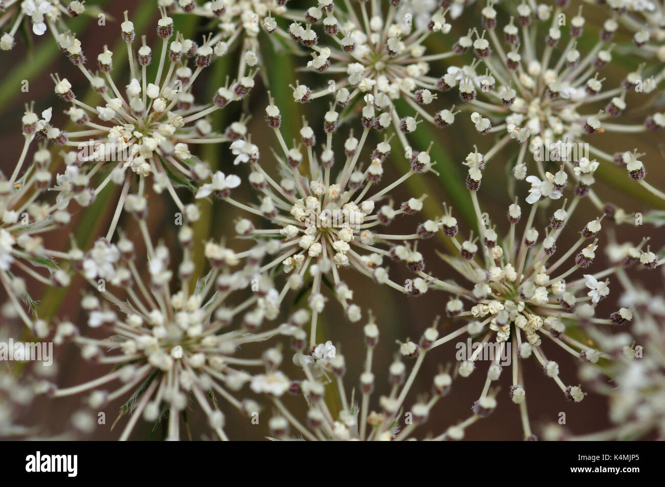 Abstract flower center detail hi-res stock photography and images - Alamy