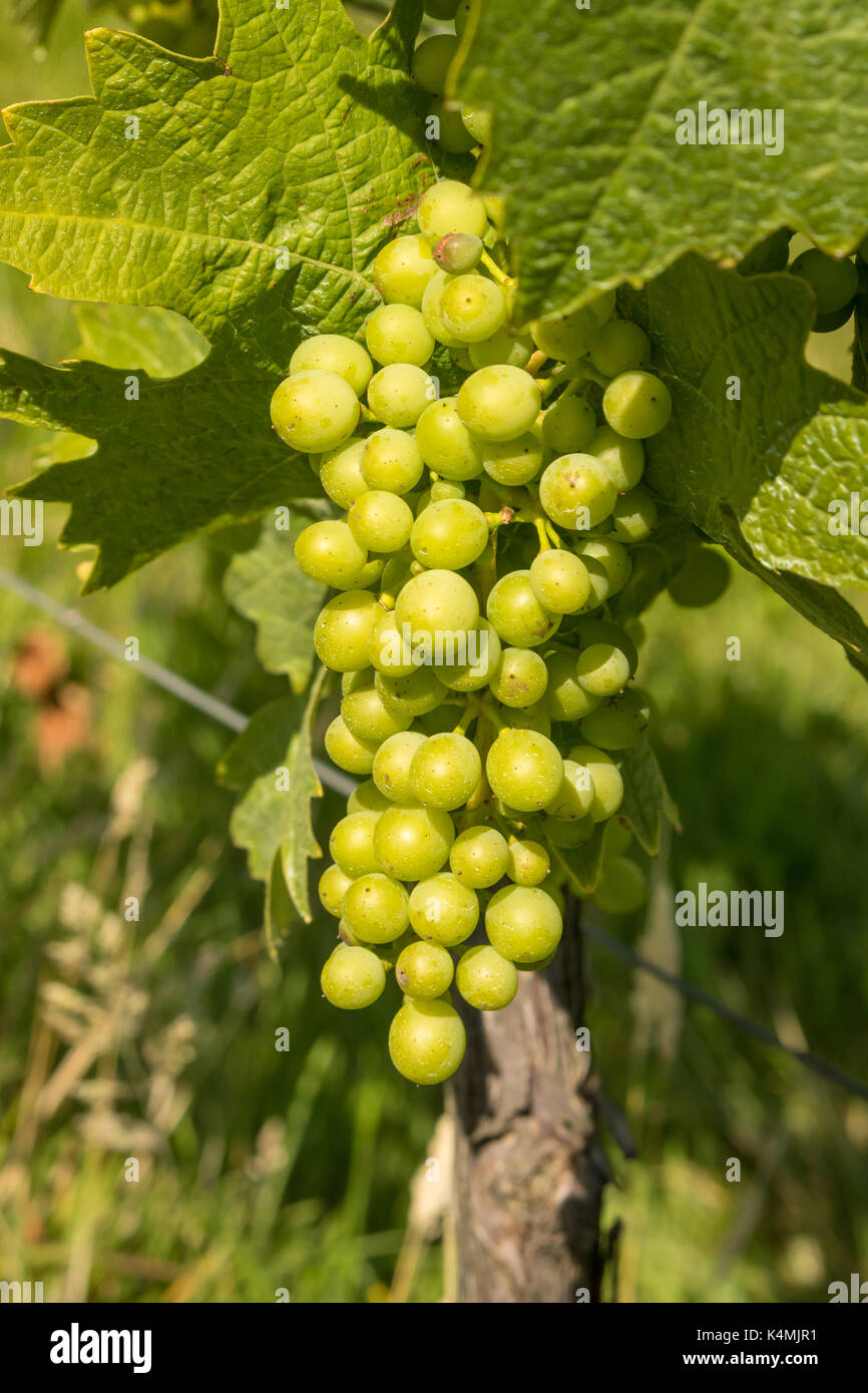 Unripe grapes, maturing on the vine in the Sun Stock Photo - Alamy
