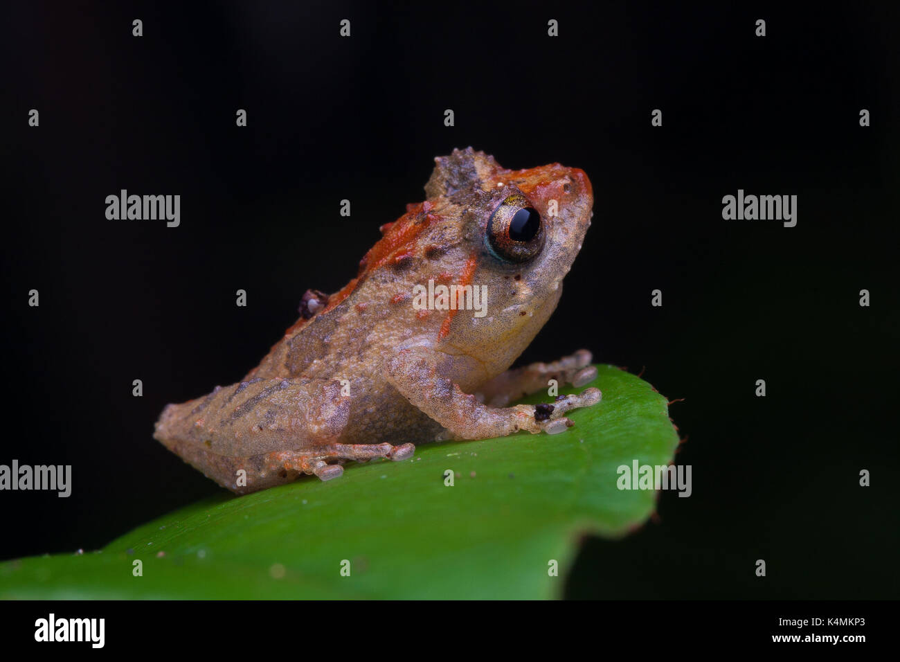 Cloud bush frog hi-res stock photography and images - Alamy
