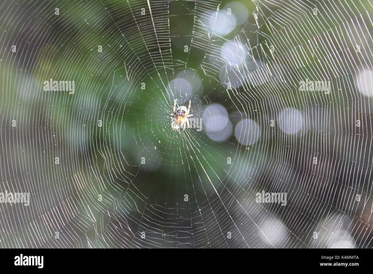 Spider at the centre of its web Stock Photo - Alamy