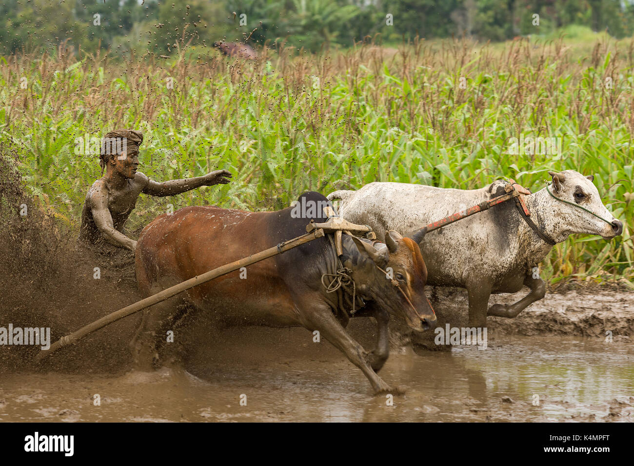 Pacu Jawi (Cow Racing) in West Sumarta, Indonesia. Annual traditional ...