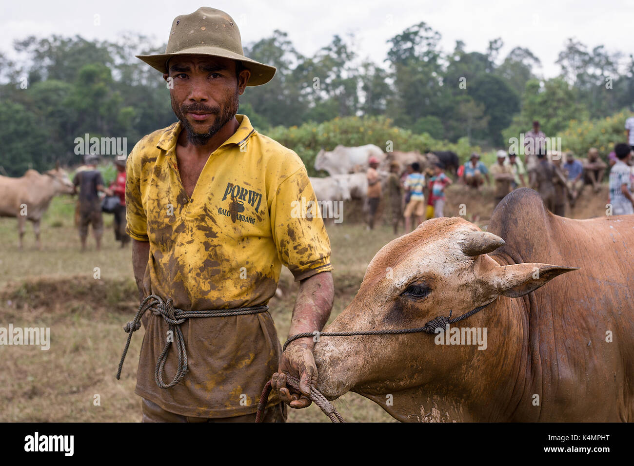 Pacu Jawi (Cow Racing) in West Sumarta, Indonesia. Annual traditional ...