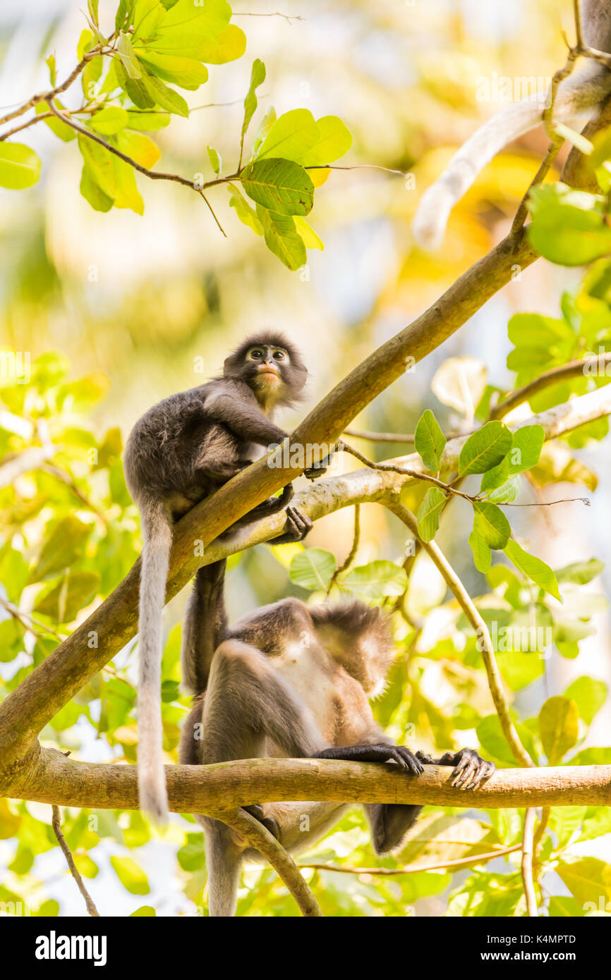 Monkeys in Krabi, Thailand, Southeast Asia, Asia Stock Photo - Alamy