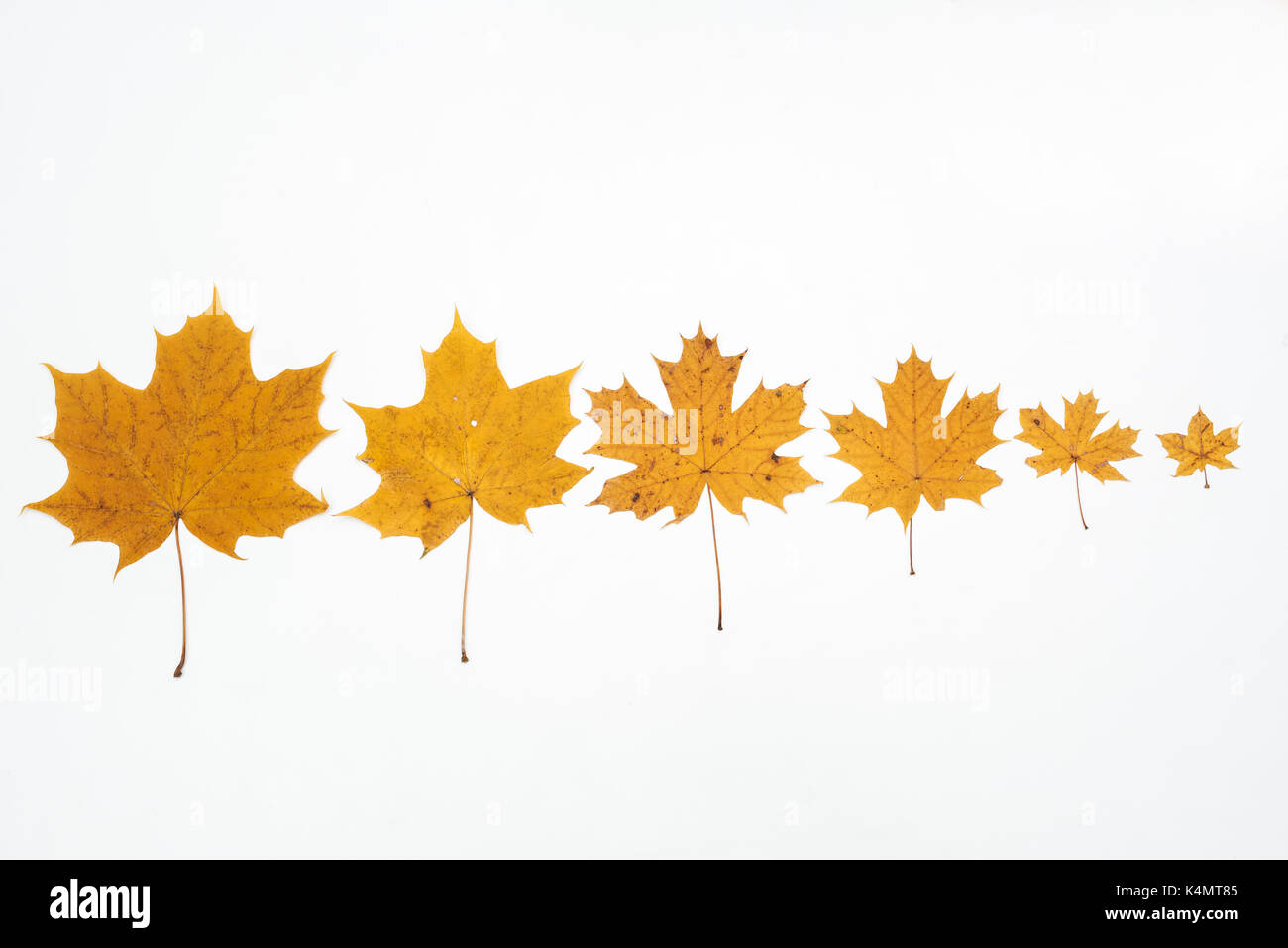 Autumn leaves isolated on white background Stock Photo - Alamy