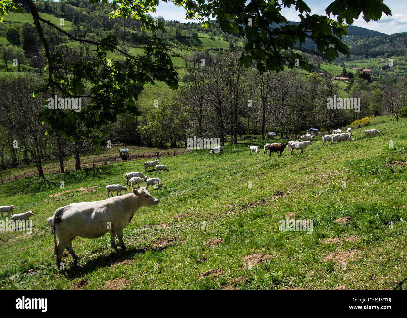 landscape of the forez Stock Photo - Alamy