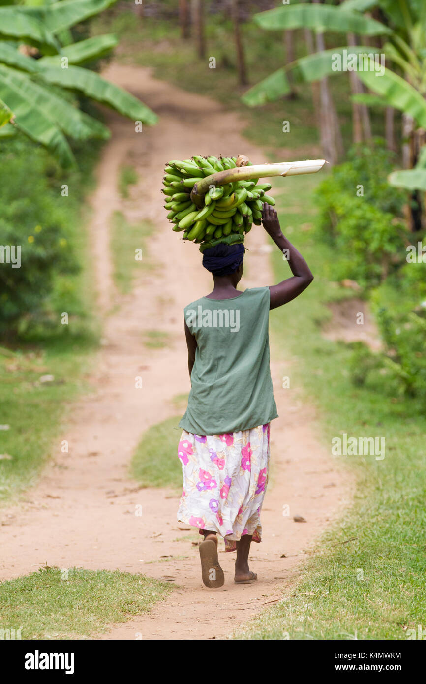 A woman walks down a path carrying a large bunch of bananas on her head ...