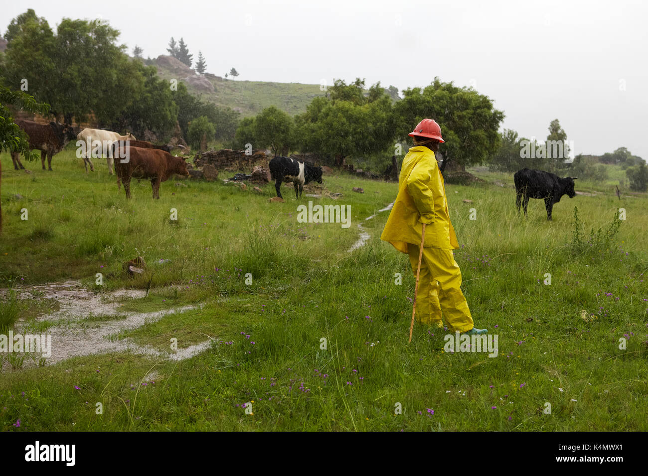 A farmer wearing a yellow raincoat and hard hat to protect him from the ...