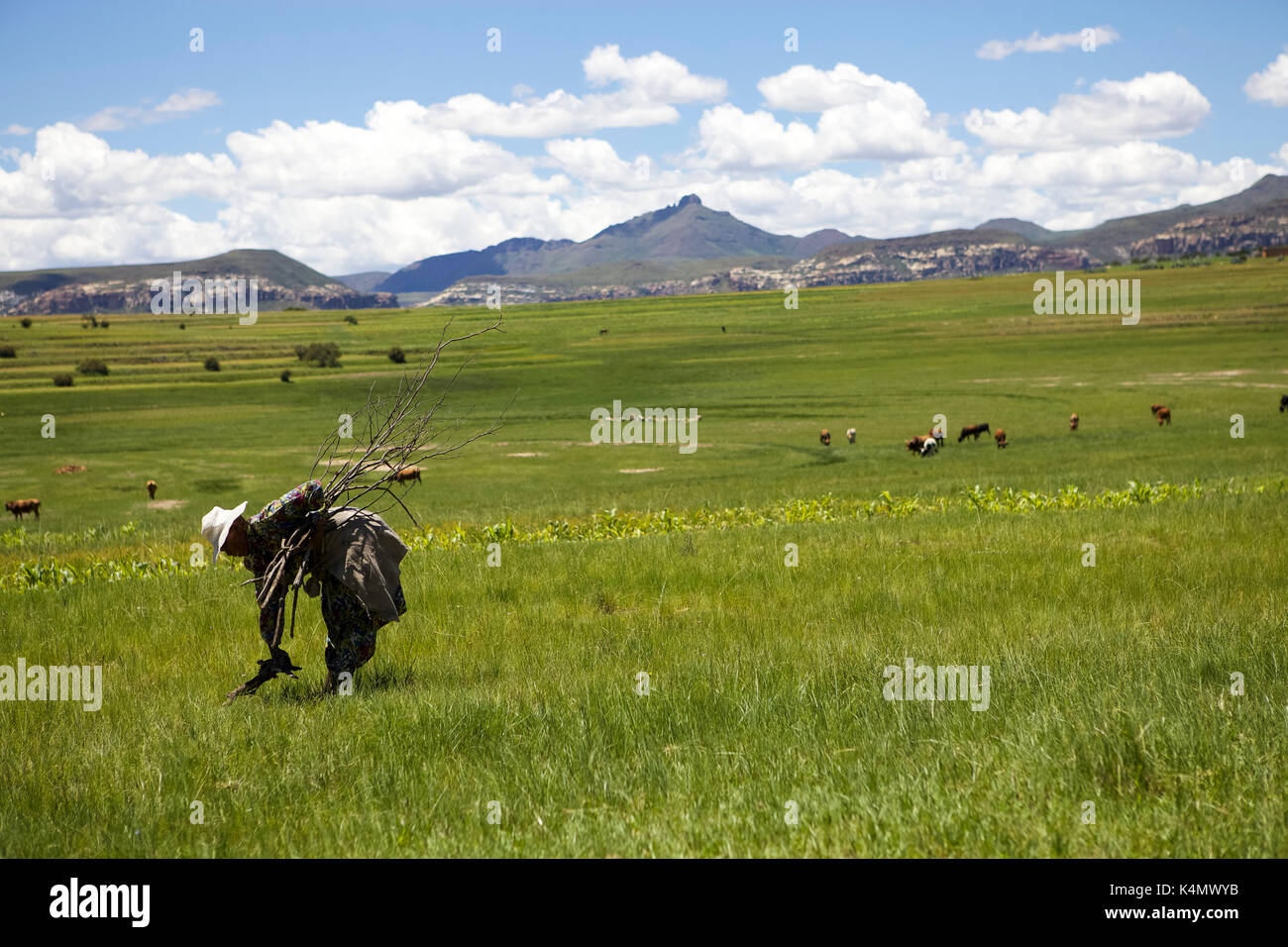 A woman collecting firewood rural Lesotho, Africa Stock Photo - Alamy