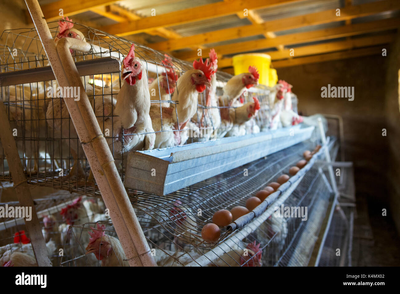 Battery cages hi-res stock photography and images - Alamy