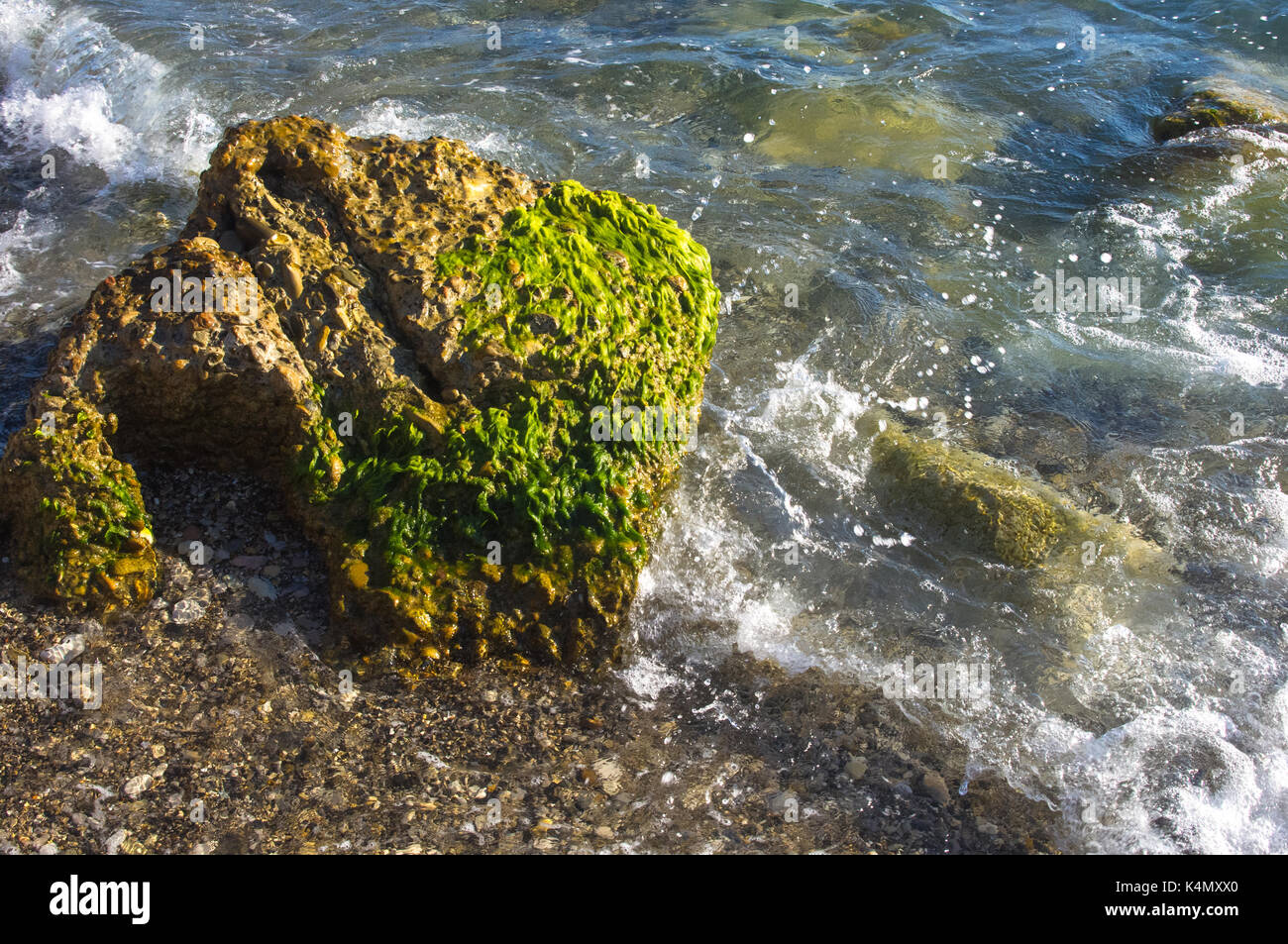 rocky sea shore with with seaweed, transparent waves with foam, on a ...