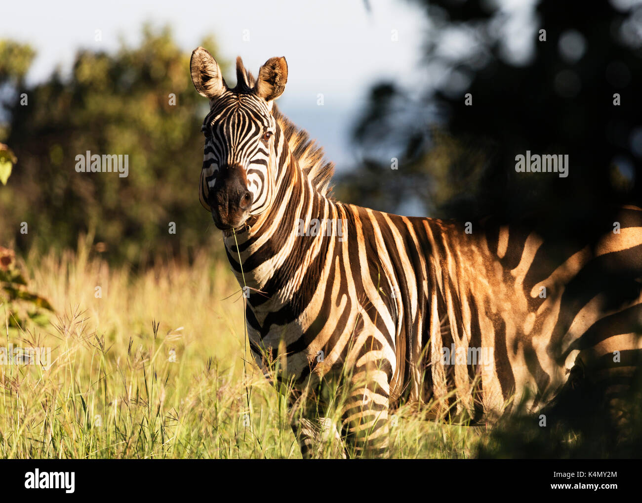 Burchell's Plains zebra (Equus quagga), Akagera National Park, Kigali ...