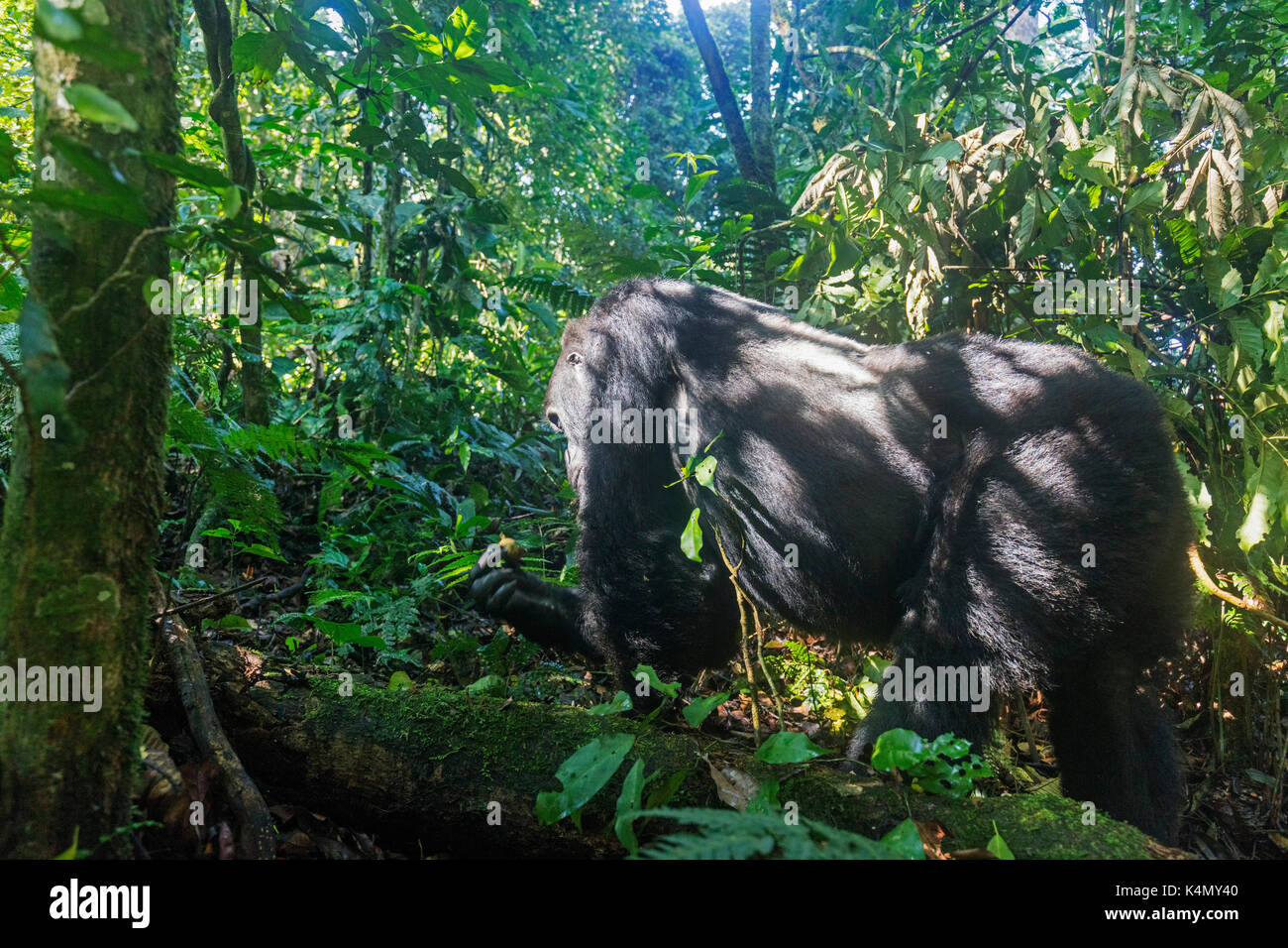 Silver back gorilla hi-res stock photography and images - Alamy