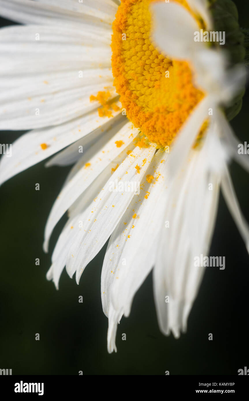 Blooming camomile, beautiful nature scene, summer background, selective ...
