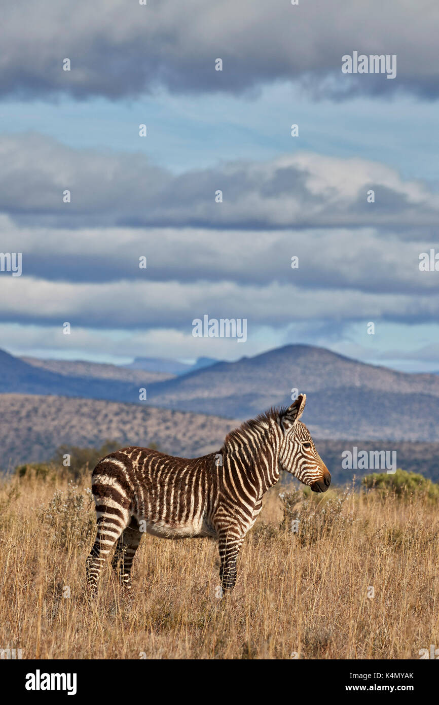 Young Cape mountain zebra (Equus zebra zebra), Mountain Zebra National ...