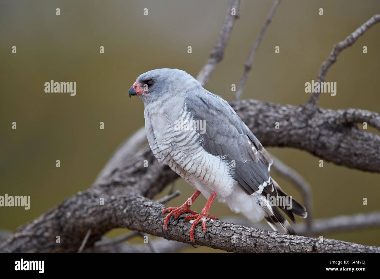 Gabar goshawk (Micronisus gabar), Kruger National Park, South Africa ...