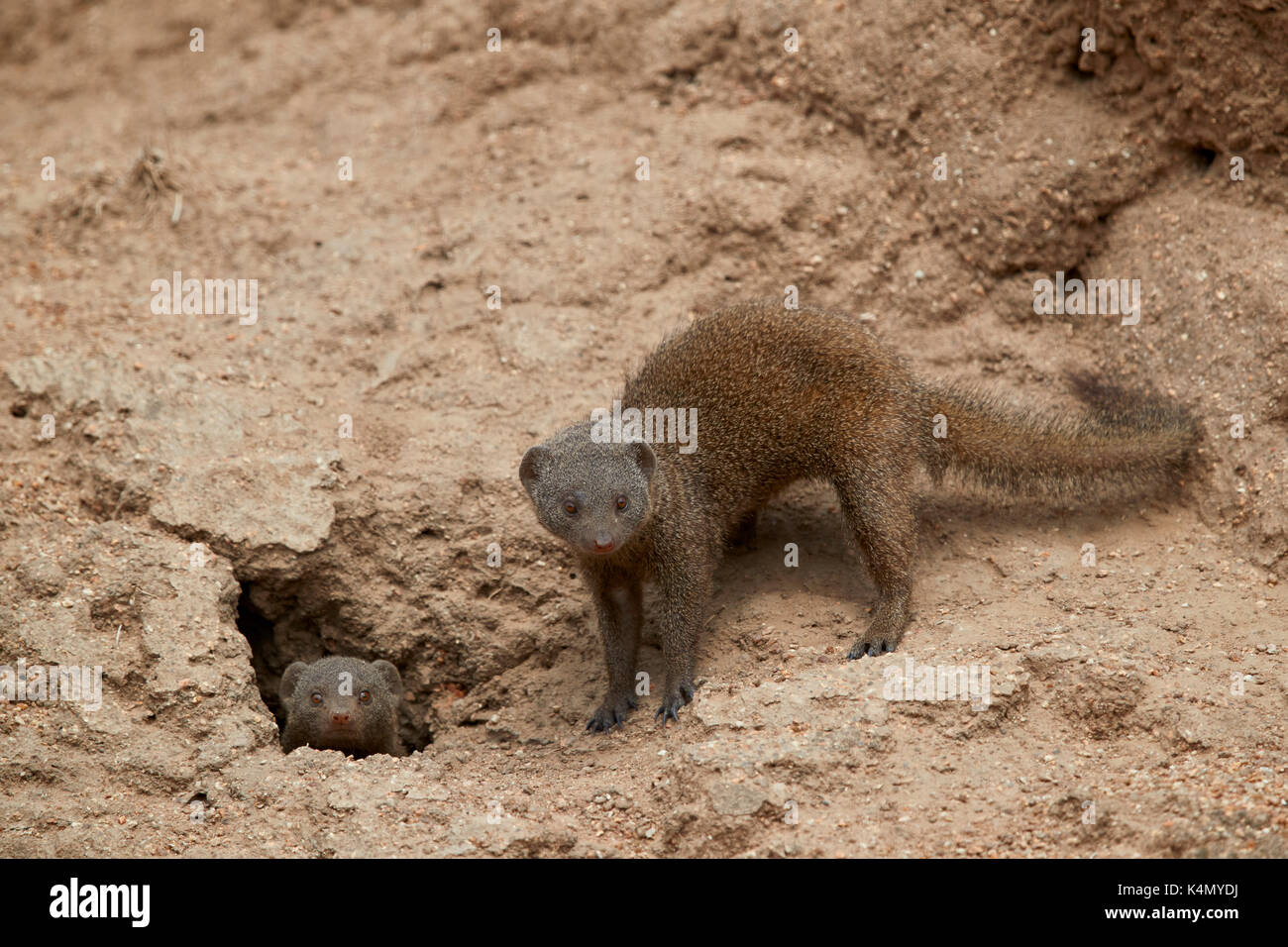 Dwarf Mongoose (Helogale parvula), two at burrow, Kruger National Park ...