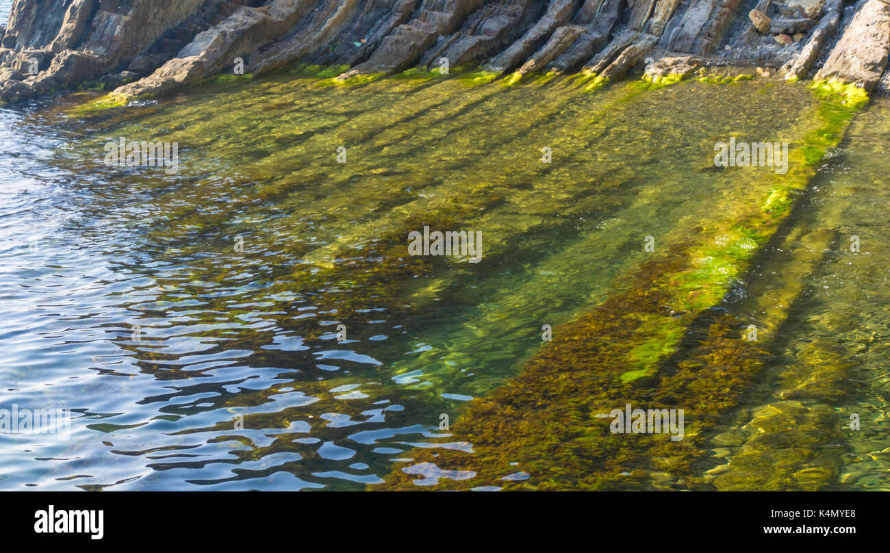 rocky sea shore with with seaweed, transparent waves with foam, on a ...
