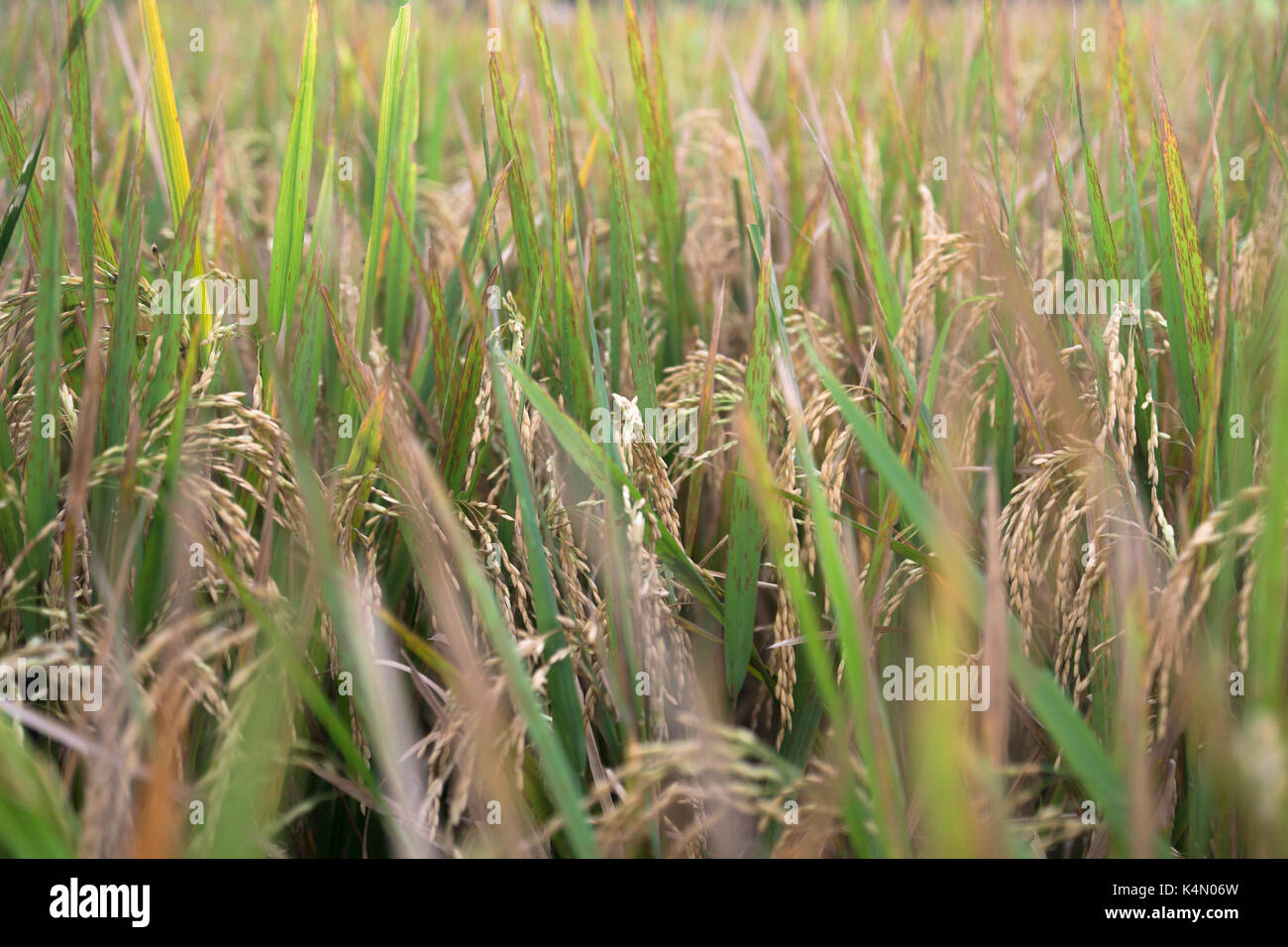 Closeup of the riceplants in Ubud, Bali, Indonesia Stock Photo - Alamy