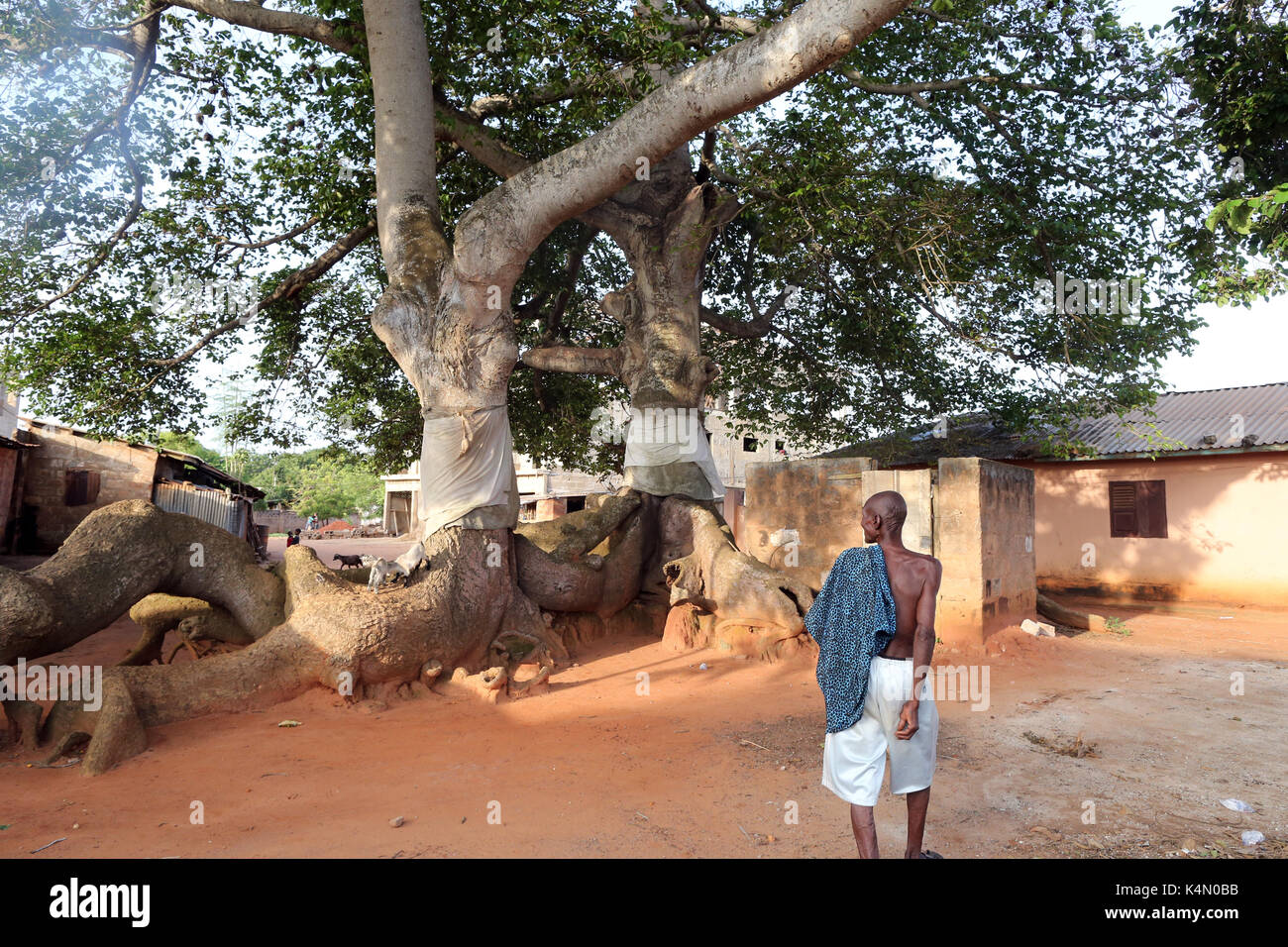Voodoo sacred tree, Togoville, Togo, West Africa, Africa Stock Photo ...