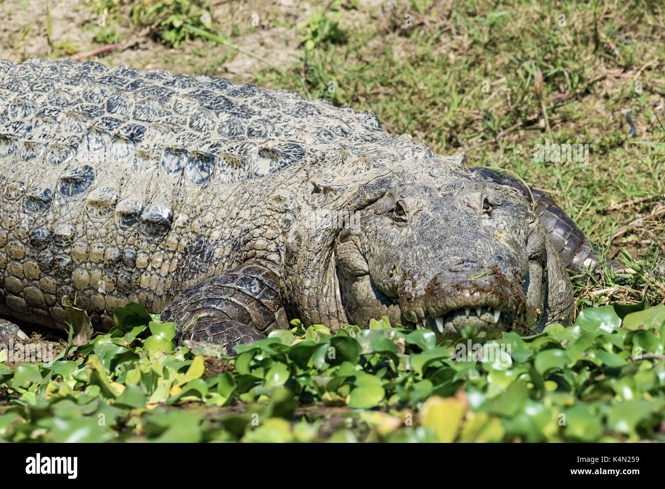 Mugger crocodile (Crocodylus palustris) (Marsh Crocodile) on a ...
