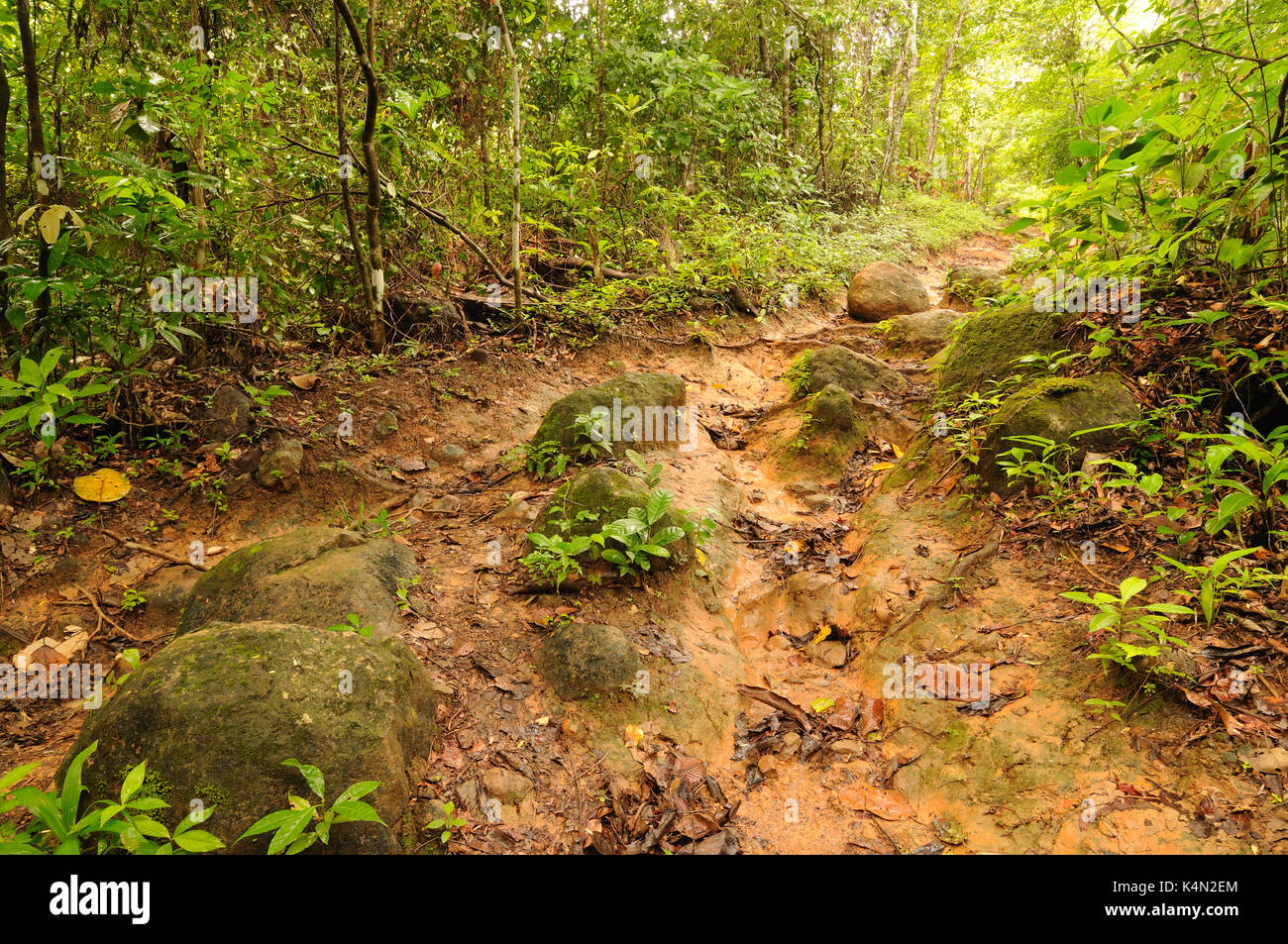 Colombia, mud footpath through wild Darien jungle of the Caribbean sea ...