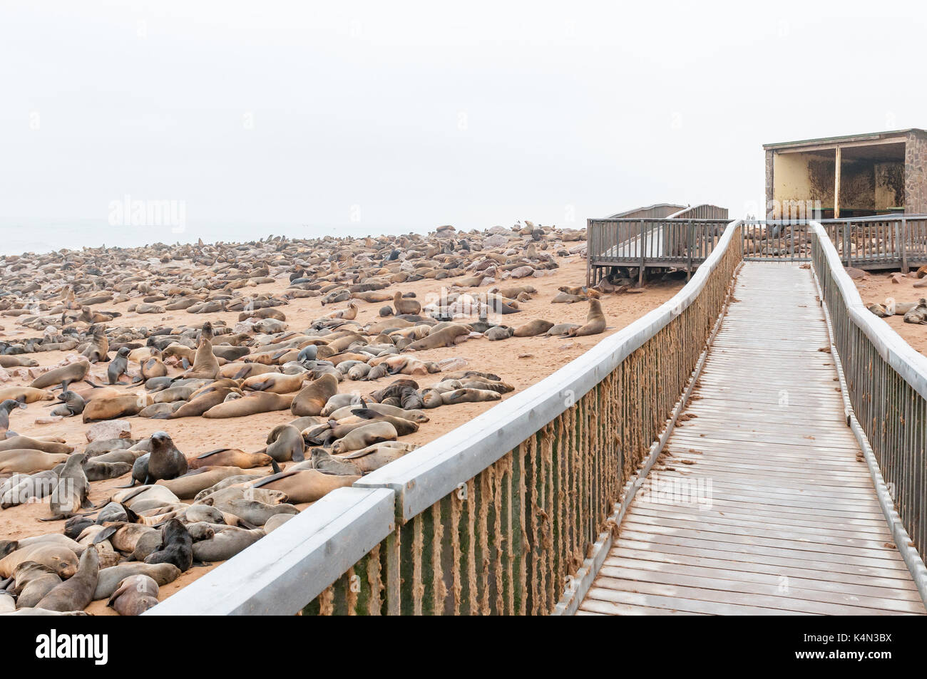CAPE CROSS, NAMIBIA - JUNE 29, 2017: A boardwalk and thousands of Cape ...