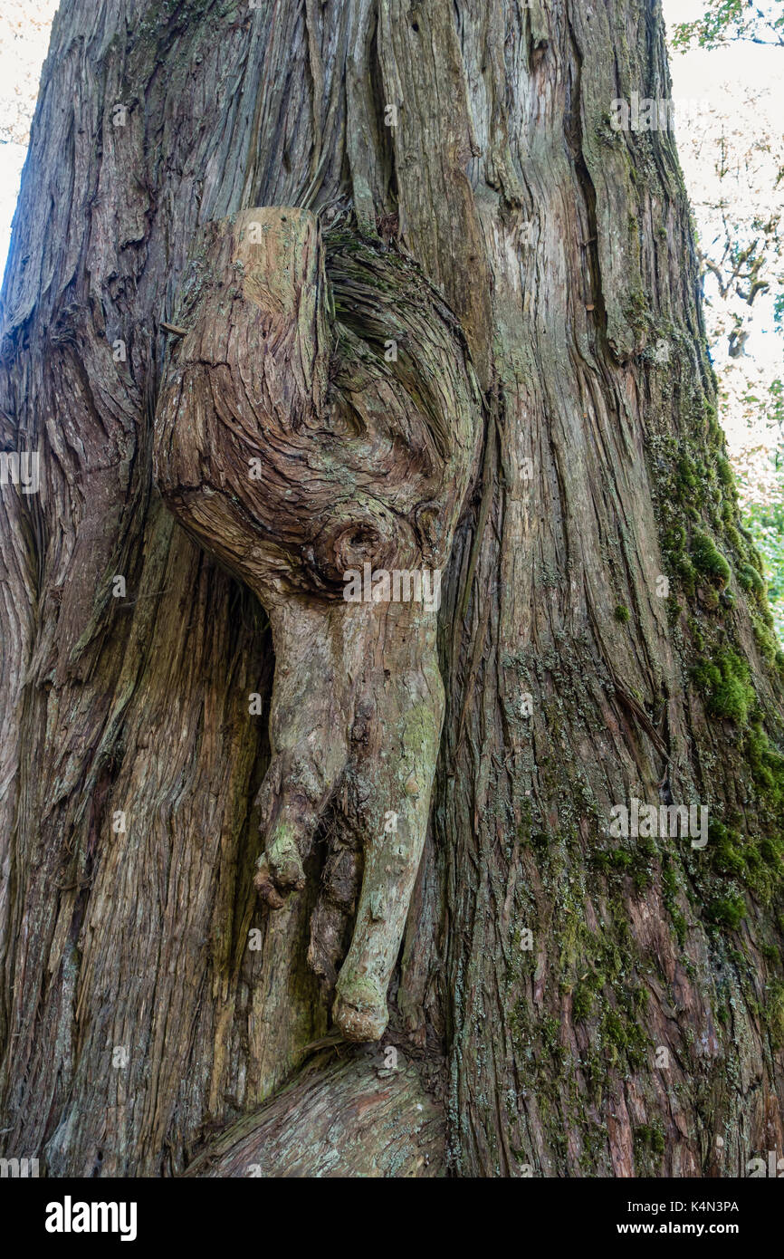 Knotty tree hi-res stock photography and images - Alamy