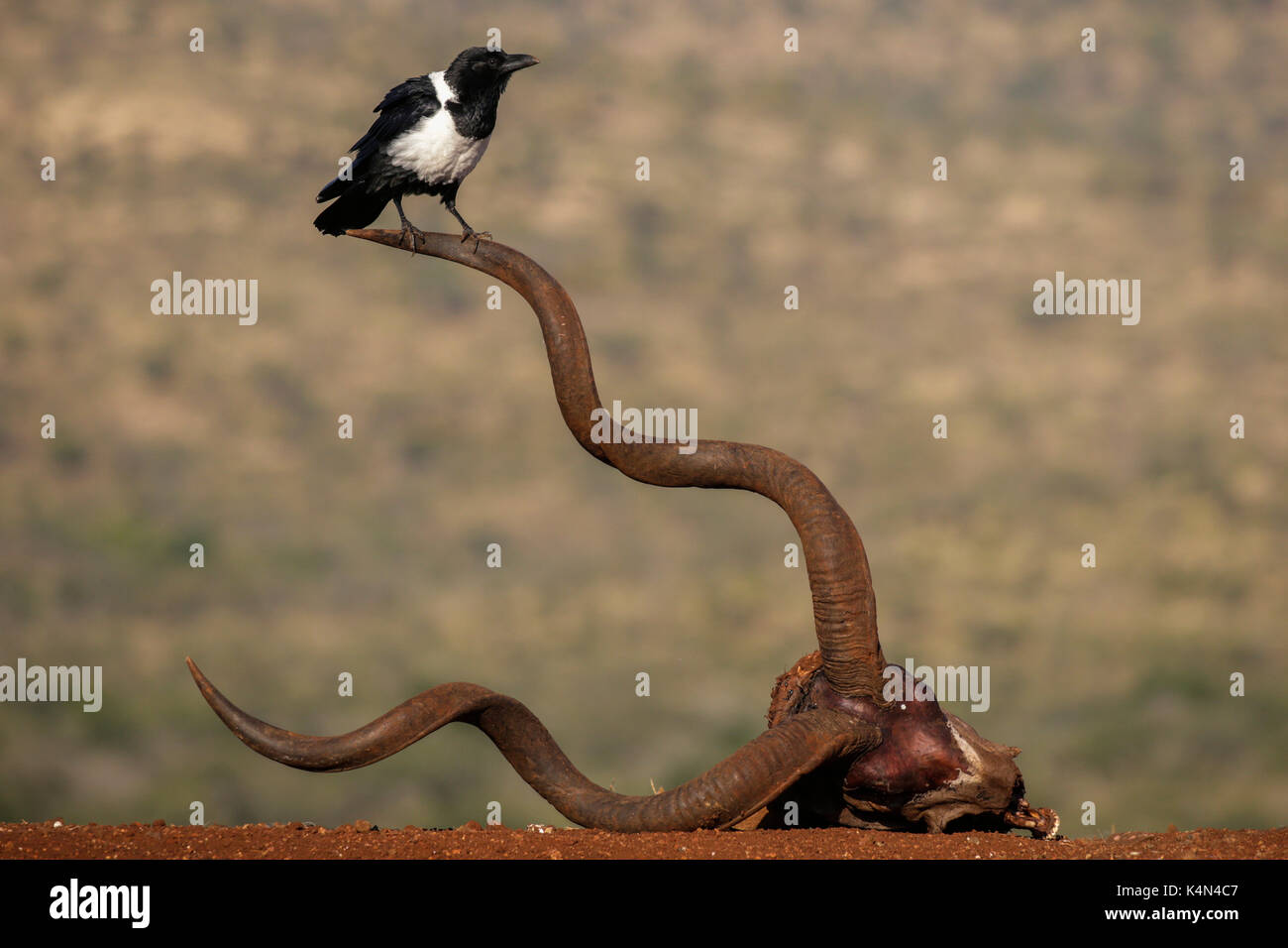 South african crow hi-res stock photography and images - Alamy