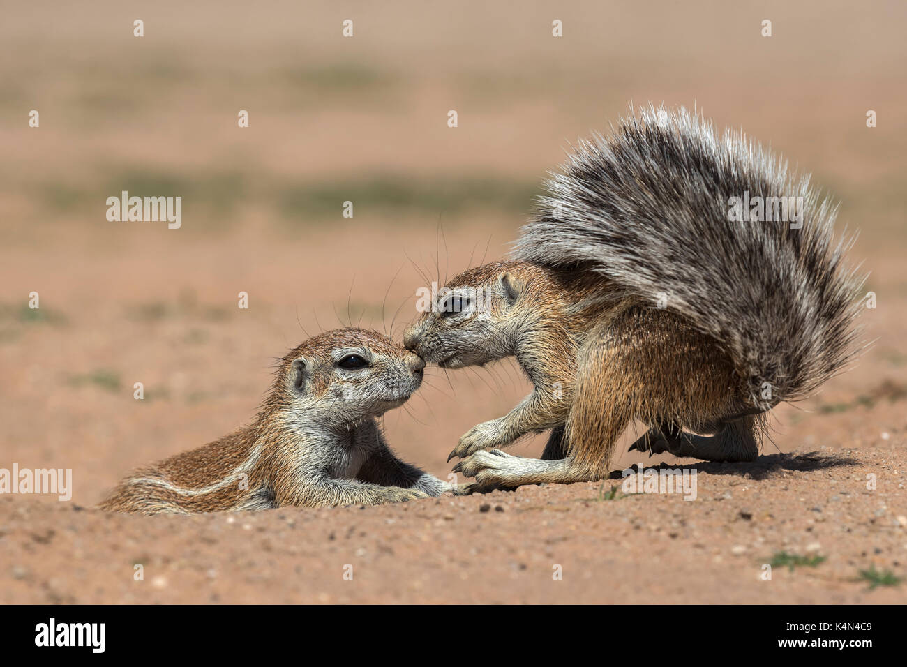 Ground squirrels (Xerus inauris), Kgalagadi Transfrontier Park ...