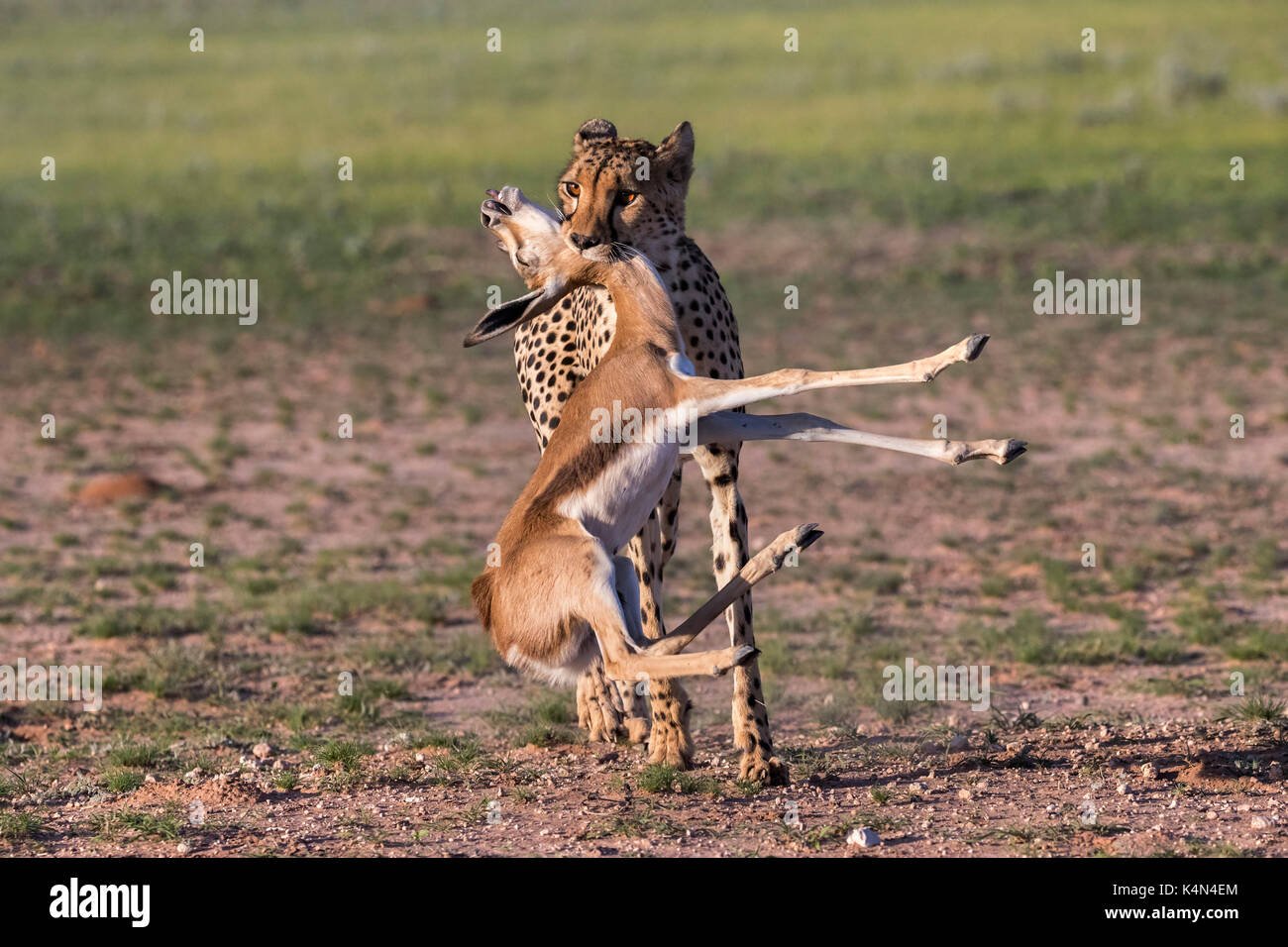 Cheetah (Acinonyx jubatus) with springbok calf kill, Kgalagadi ...