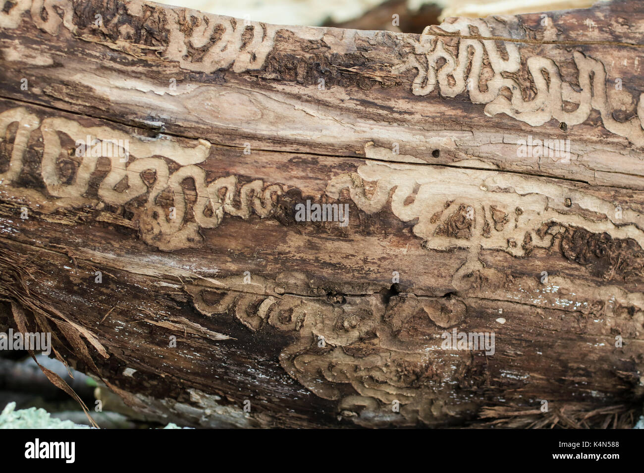 Ash borer beetle hi-res stock photography and images - Alamy