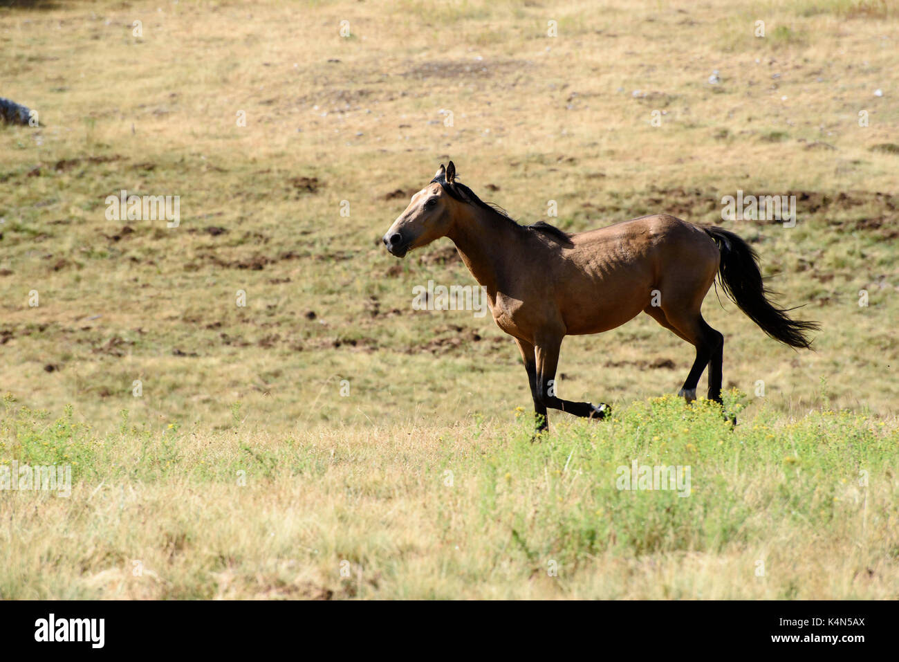 Horse running freely in pasture Stock Photo - Alamy