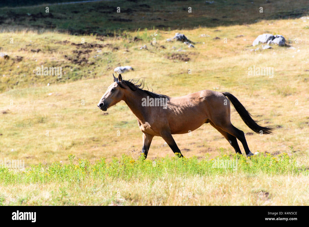 Horse running freely in hi-res stock photography and images - Alamy