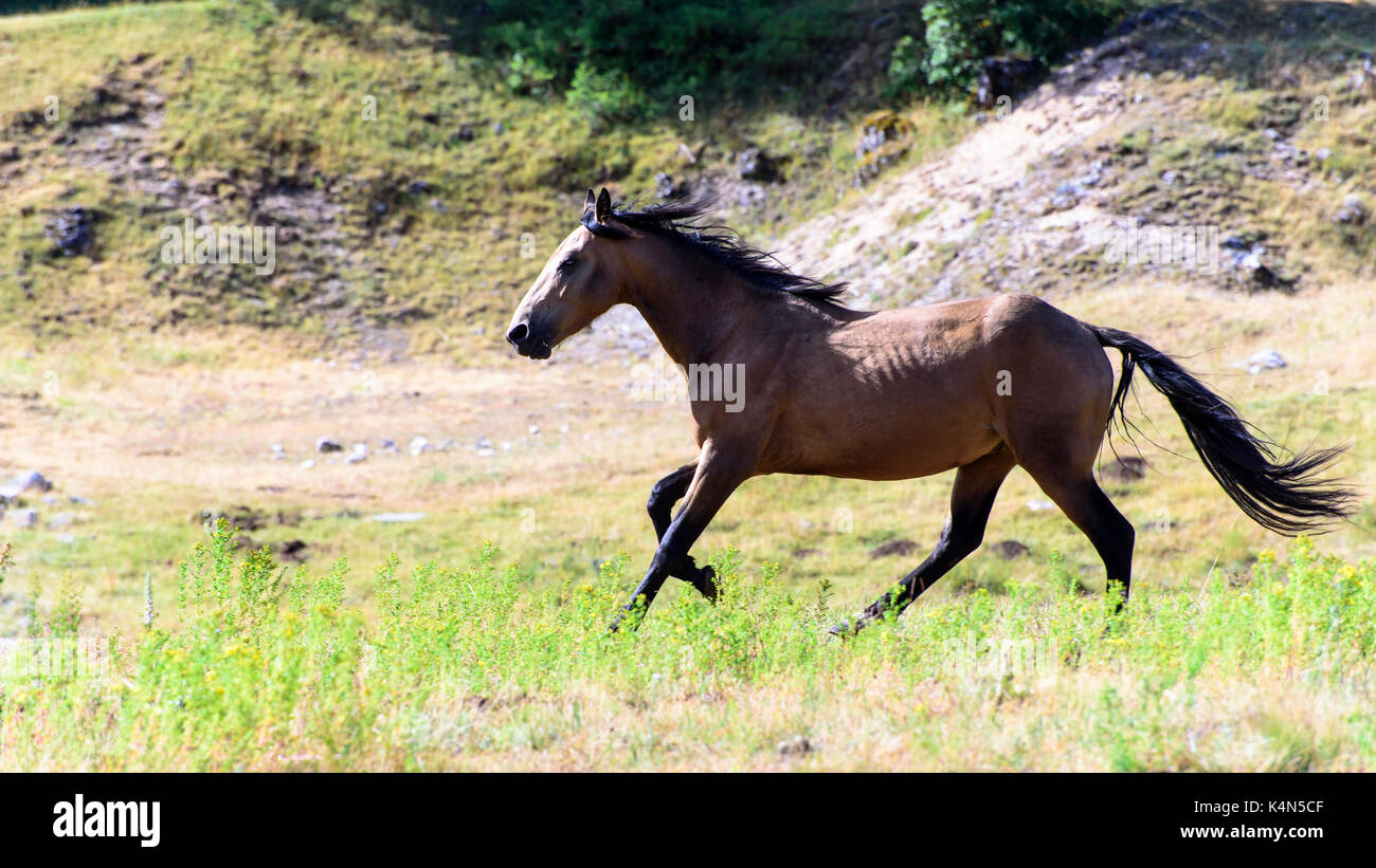 Horse running freely in pasture Stock Photo - Alamy