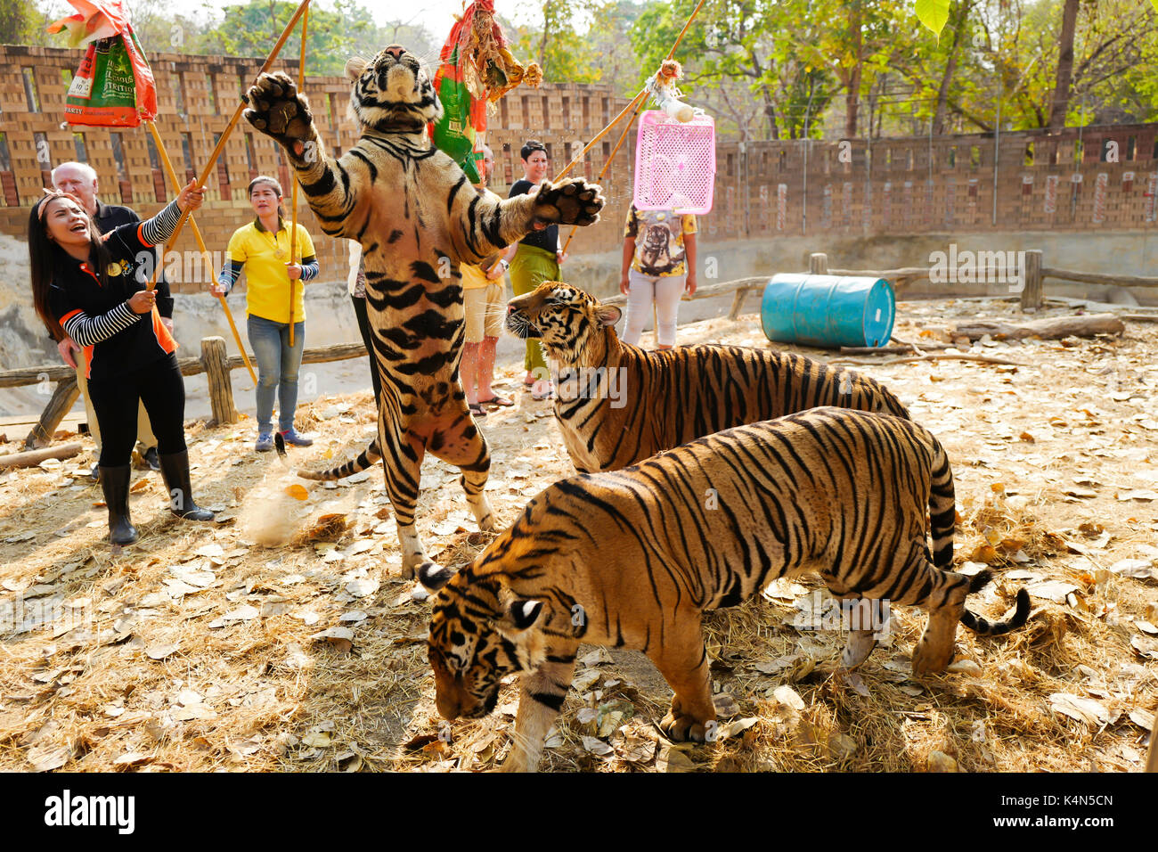Visitors are walking and excersing the Tigers Buddhist Temple in ...