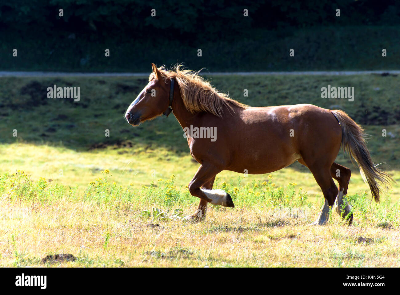 Horse running freely in hi-res stock photography and images - Alamy
