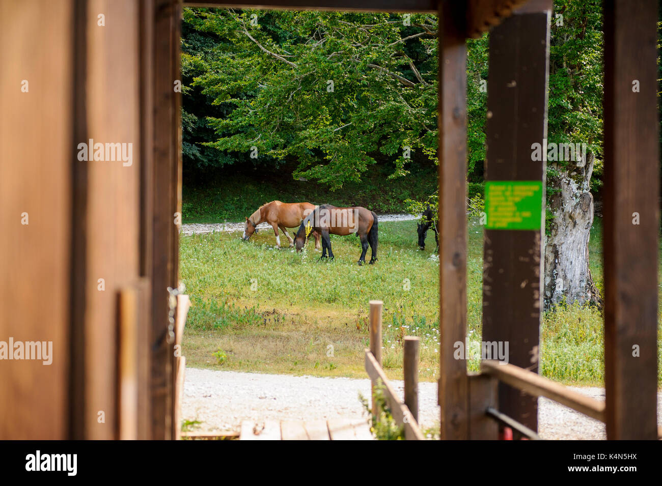 Horses running in green pasture hi-res stock photography and images - Alamy