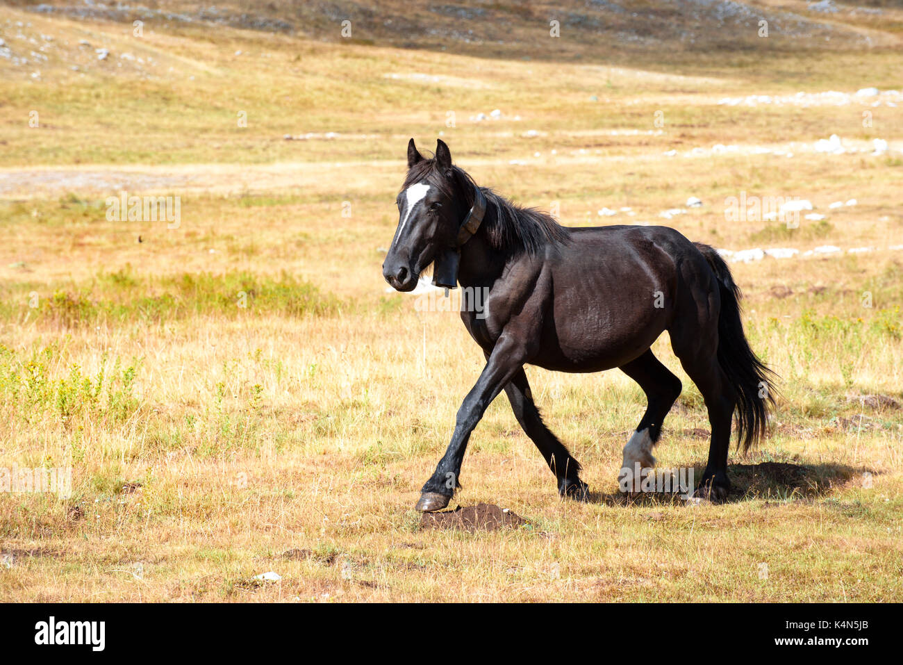 Horse running freely in pasture Stock Photo - Alamy