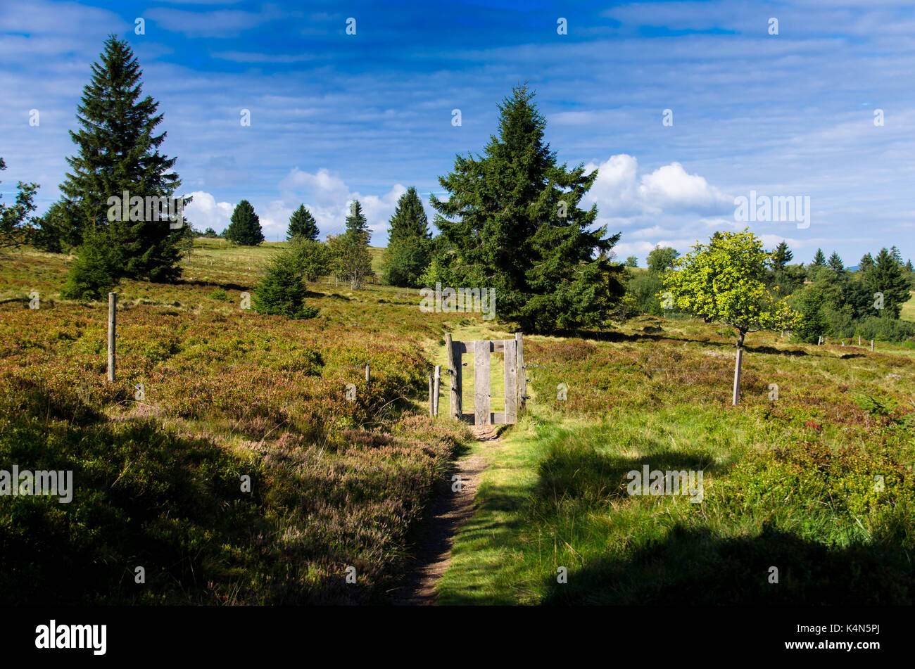 The peak of the Champ du Feu in the Vosges mountains Stock Photo - Alamy