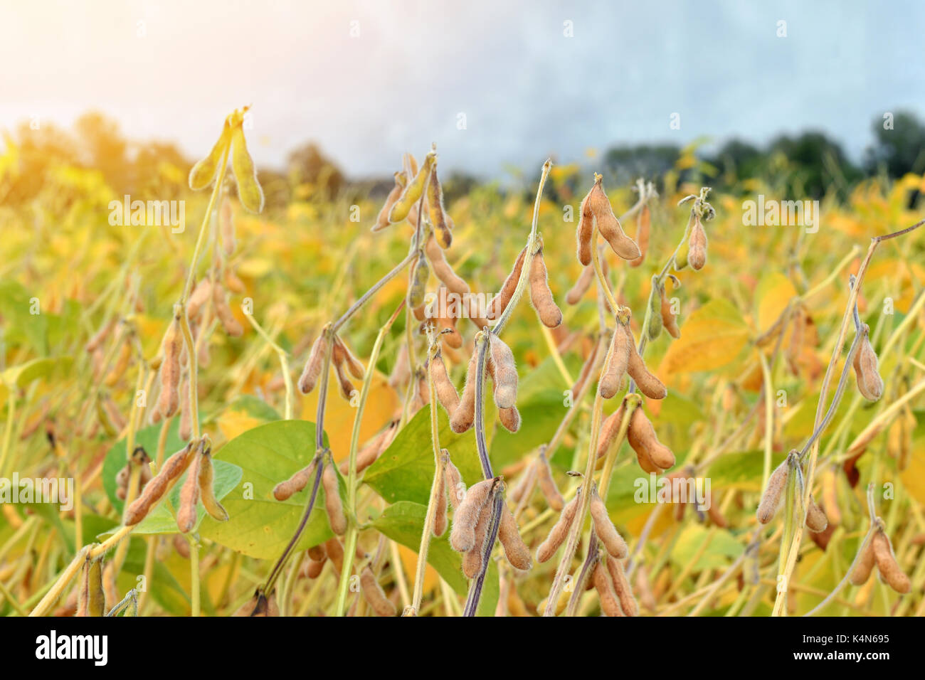 Field of ripe soybean plants. Soy agriculture Stock Photo - Alamy