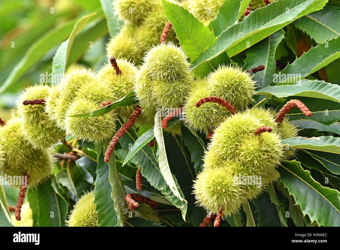 Sweet thorn tree hi-res stock photography and images - Alamy