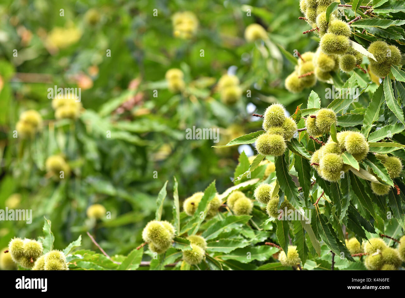 Sweet chestnuts hi-res stock photography and images - Alamy