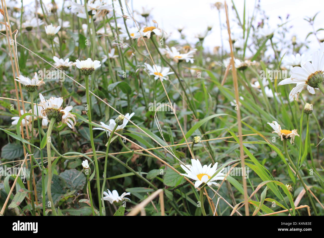 English wild flowers Stock Photo - Alamy