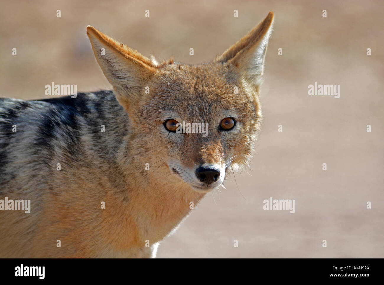 Black-backed Jackal portrait. Taken in the western sector of the Etosha ...
