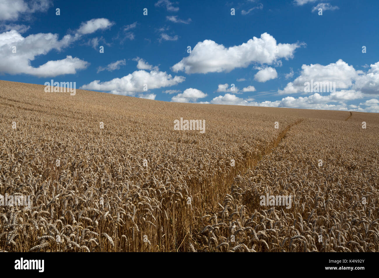 A path cuts through an undulating field of golden wheat in summer near ...