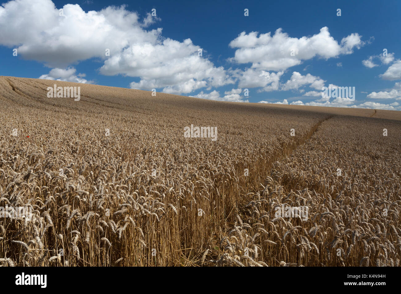 Path through wheat field hi-res stock photography and images - Alamy