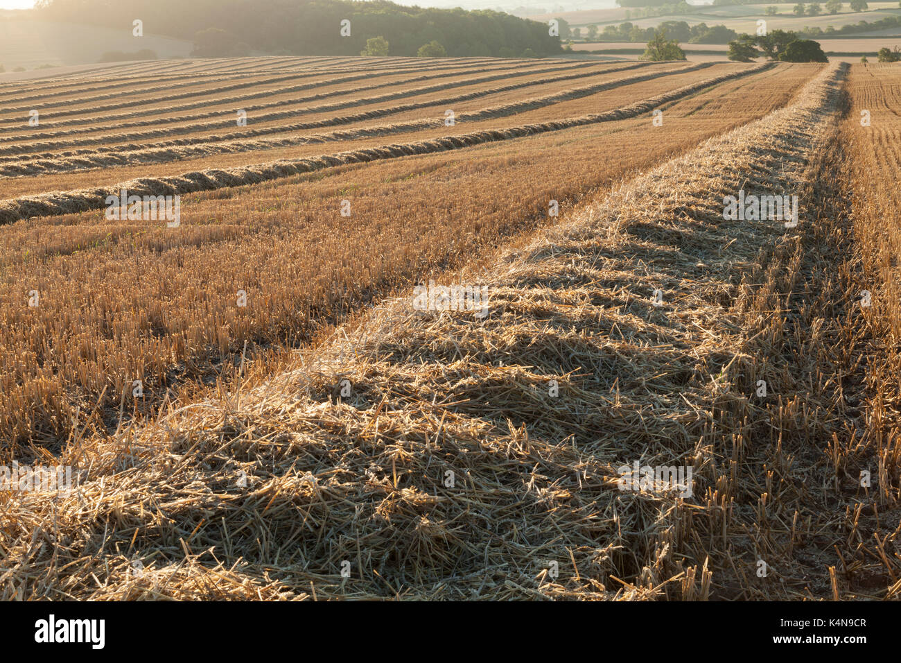 Lines of straw from harvested wheat creating patterns in the landscape ...