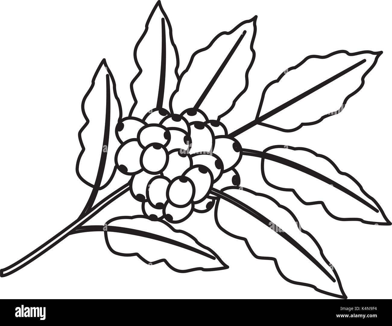 Plant of coffee Stock Vector Image & Art - Alamy