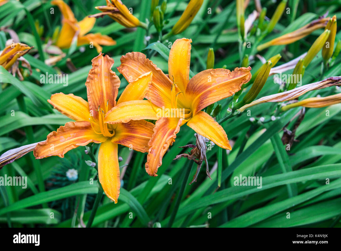 The flowers of an orange day lily (Hemerocallis fulva Stock Photo - Alamy