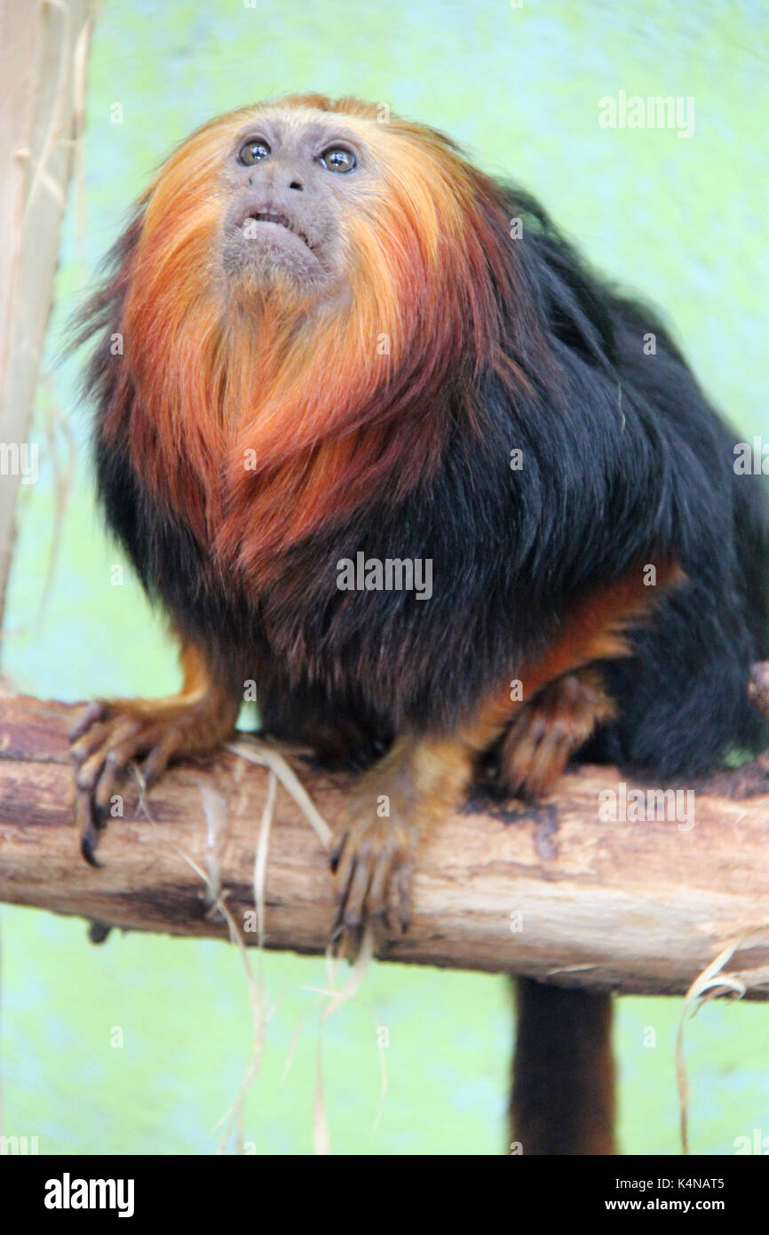 Marmoset enclosure hi-res stock photography and images - Alamy